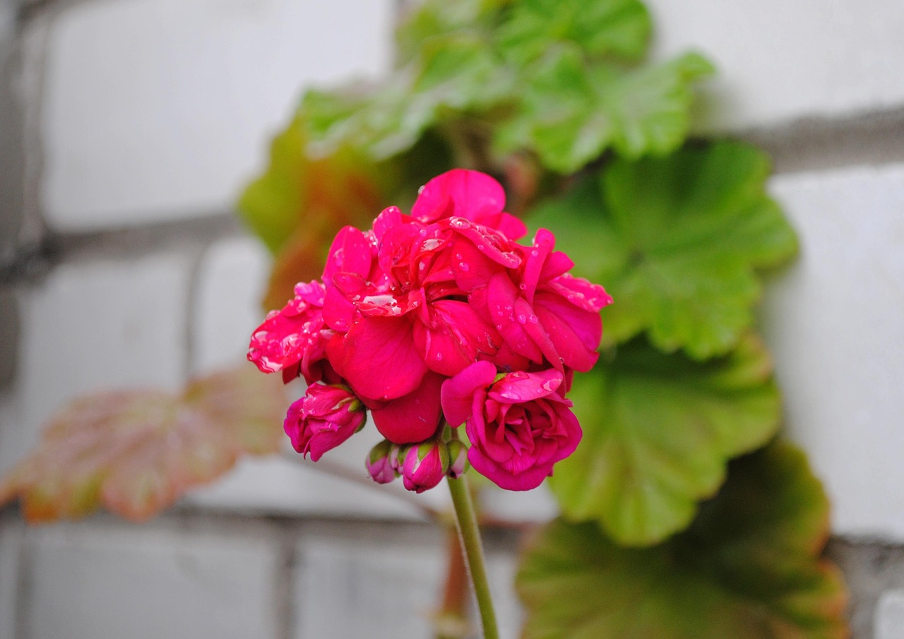 Çiçek Sardunya Bloom Yaz - Pixabay'de ücretsiz fotoğraf - Pixabay