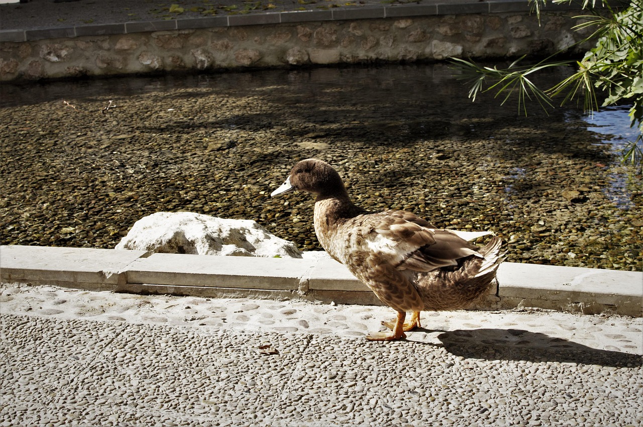 Pato Animal - Foto gratuita no Pixabay - Pixabay