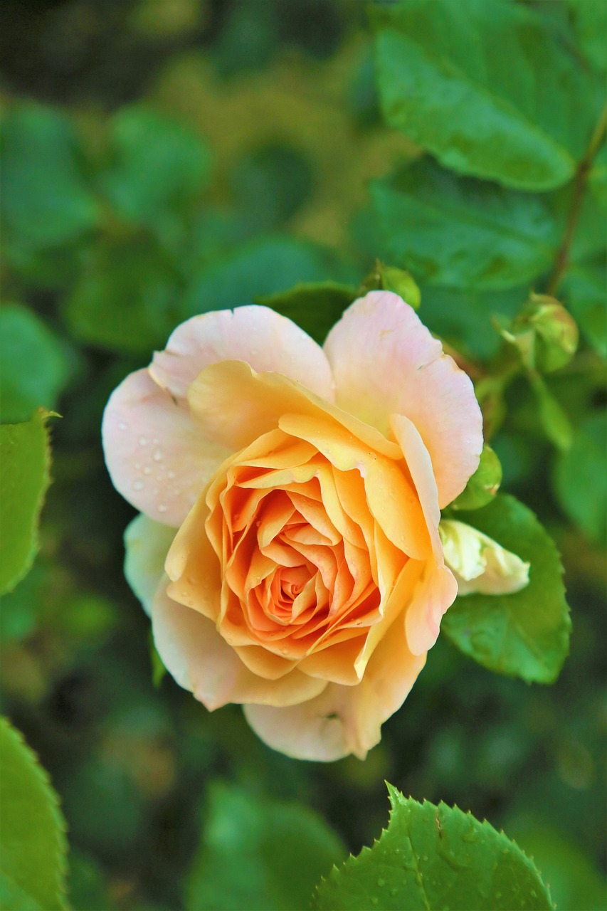 Rose Natural Spring - Free photo on Pixabay - Pixabay