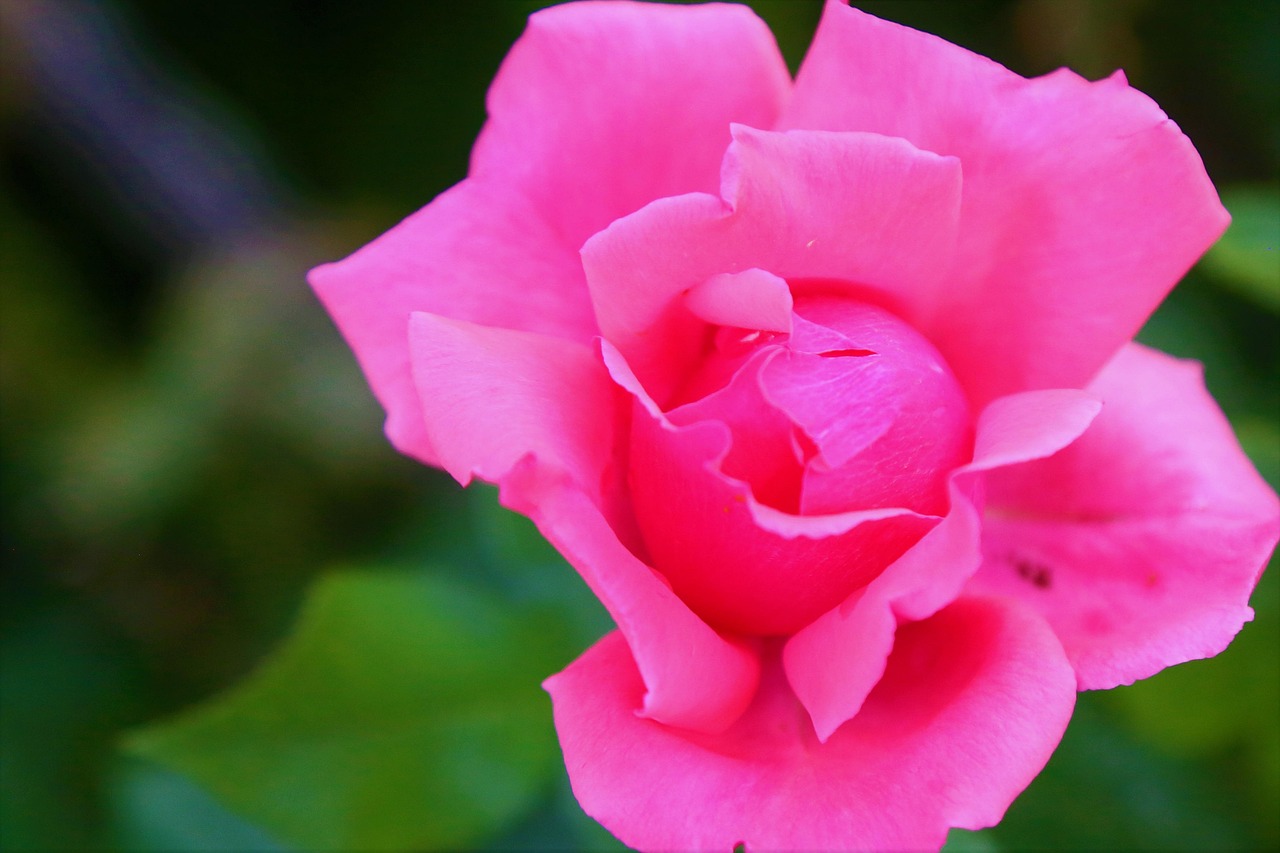Rose Natural Spring - Free photo on Pixabay - Pixabay