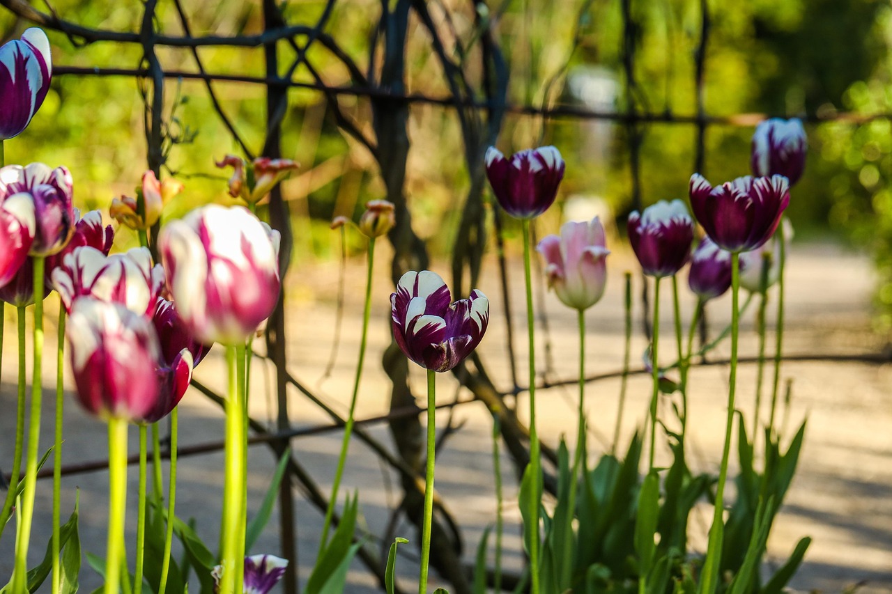 Tulipas Flores Jardim - Foto gratuita no Pixabay - Pixabay