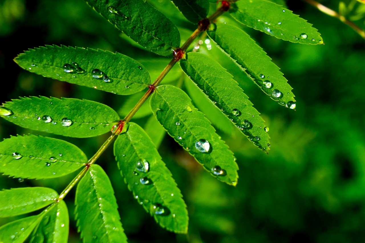 Natureza Plantas Folhas - Foto gratuita no Pixabay - Pixabay