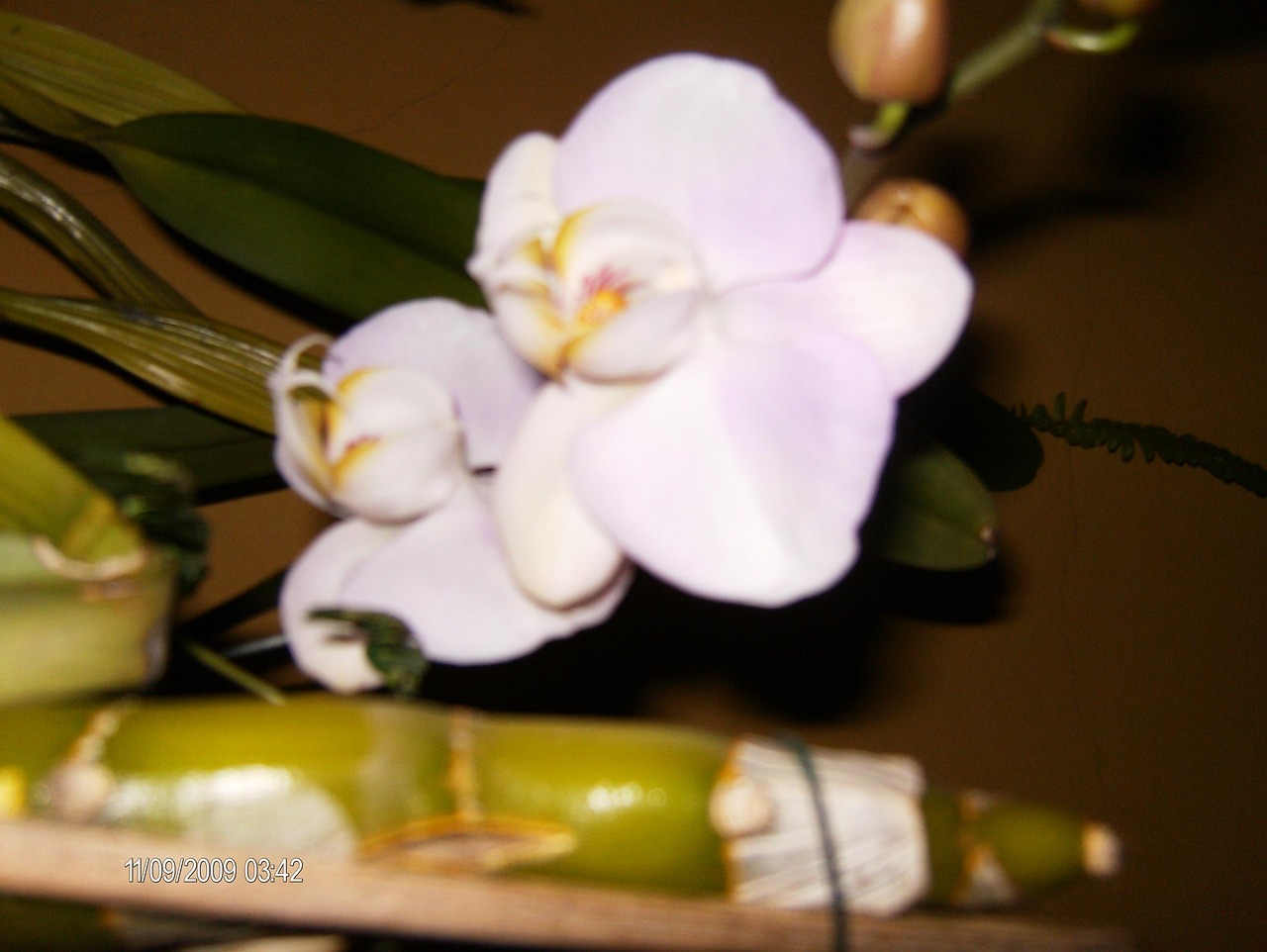 Orchidée Botânica Fleur - Photo gratuite sur Pixabay - Pixabay
