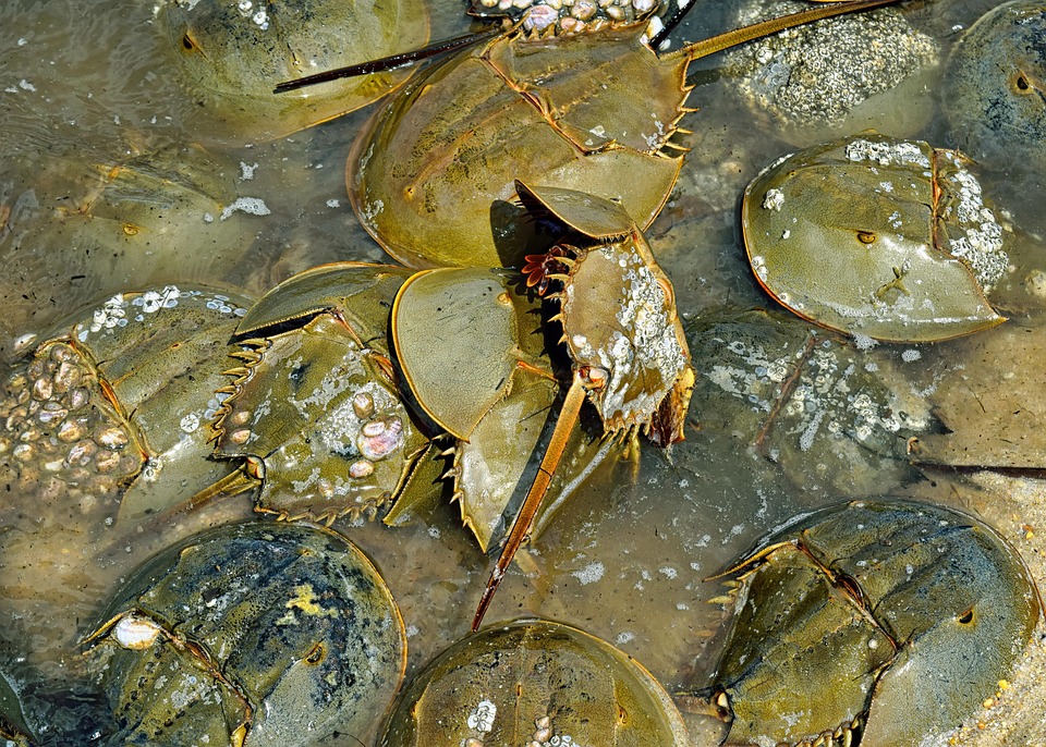 Limules Crustacés Crabe - Photo gratuite sur Pixabay