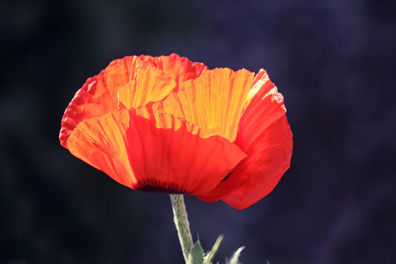 Poppy Flower Corn - Free photo on Pixabay
