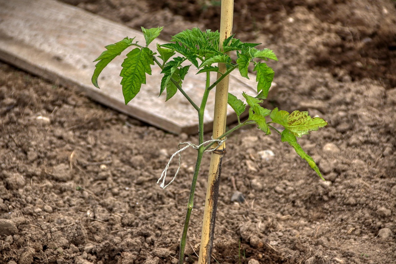Tomato Tree Shrub Vegetables - Free photo on Pixabay - Pixabay