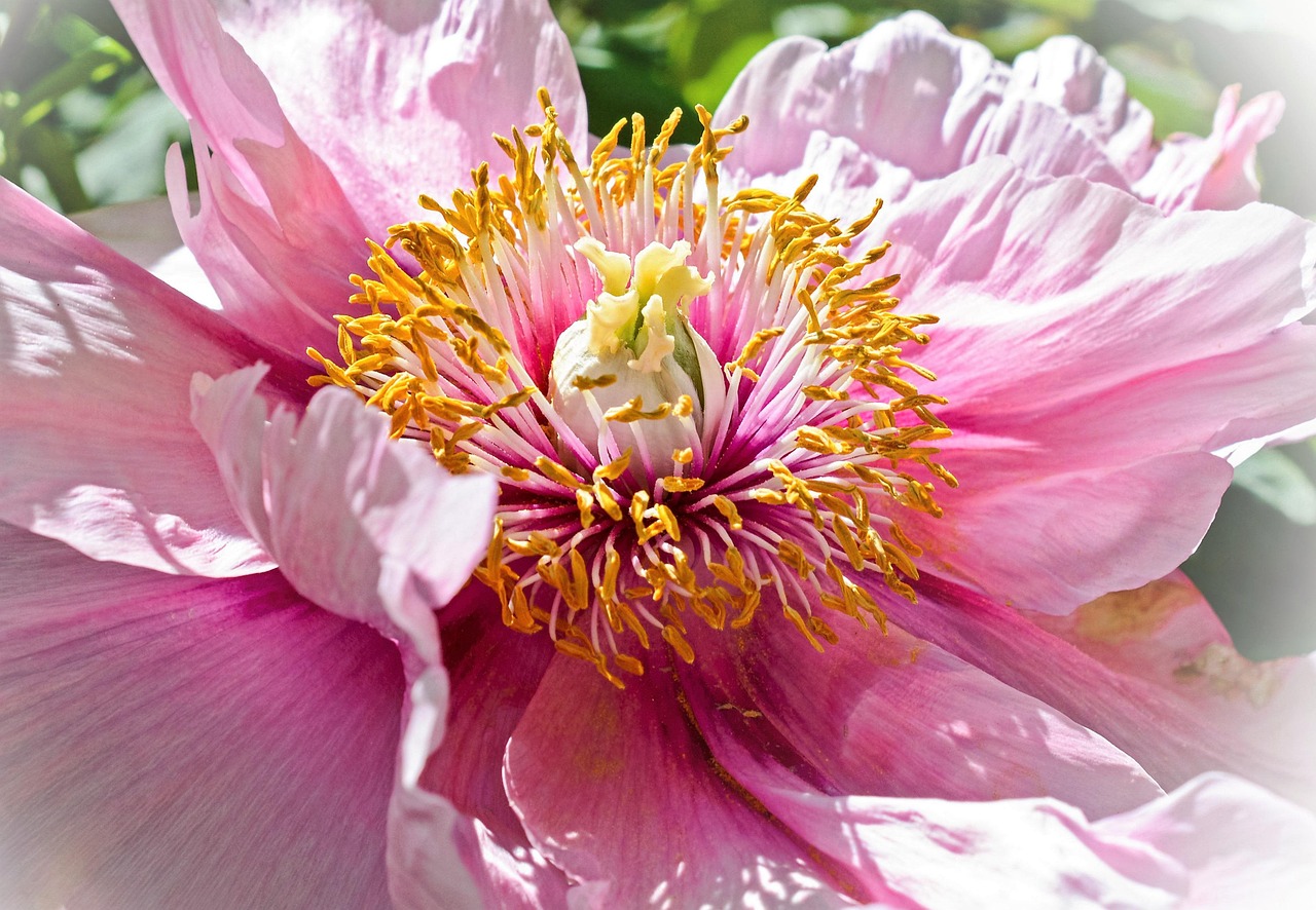Mais de 500.000 imagens grátis de Flores Delicadas e Natureza - Pixabay