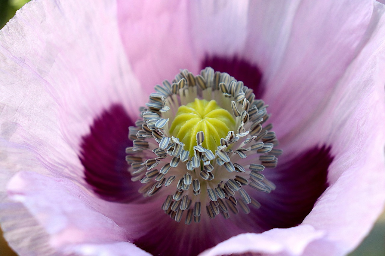 9,000+ Free Poppies & Poppy Images - Pixabay