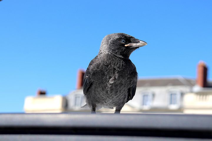 300+ Free Jackdaws & Bird Photos