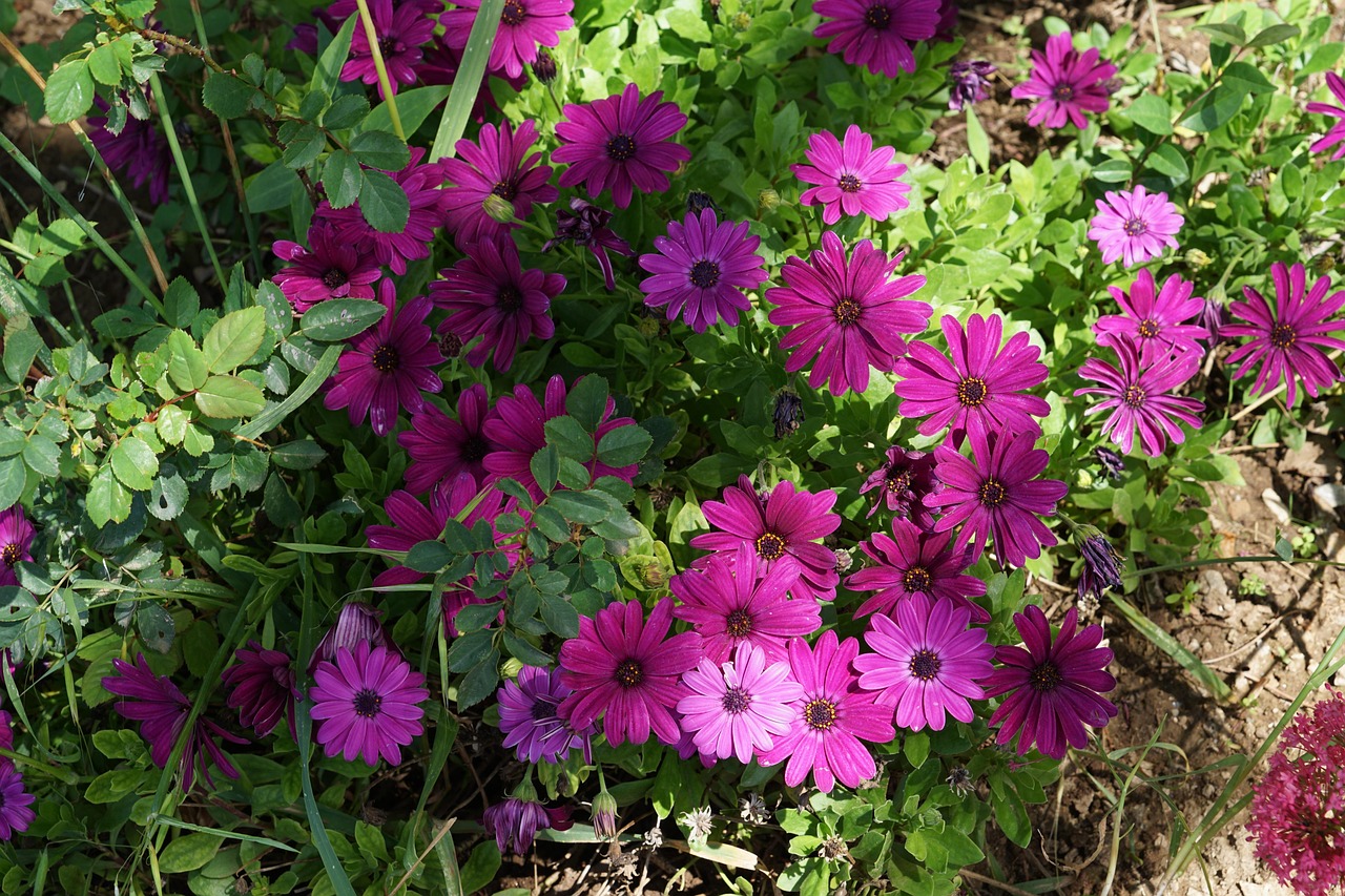 Plantar Flor Flora - Foto gratuita no Pixabay - Pixabay