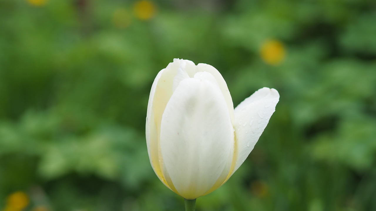 Tulip Bunga Putih Musim - Foto gratis di Pixabay - Pixabay