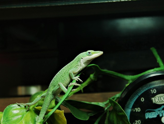 Carolina Anole Lizard Terrarium - Free photo on Pixabay - Pixabay