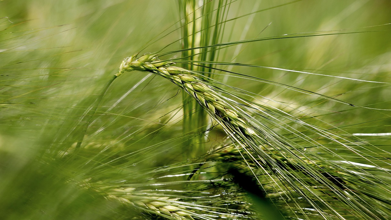 Barley Grain Field - Free photo on Pixabay