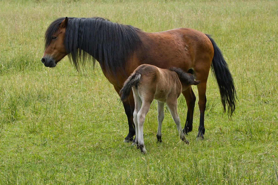 Pony Farm Foal Cub - Free photo on Pixabay