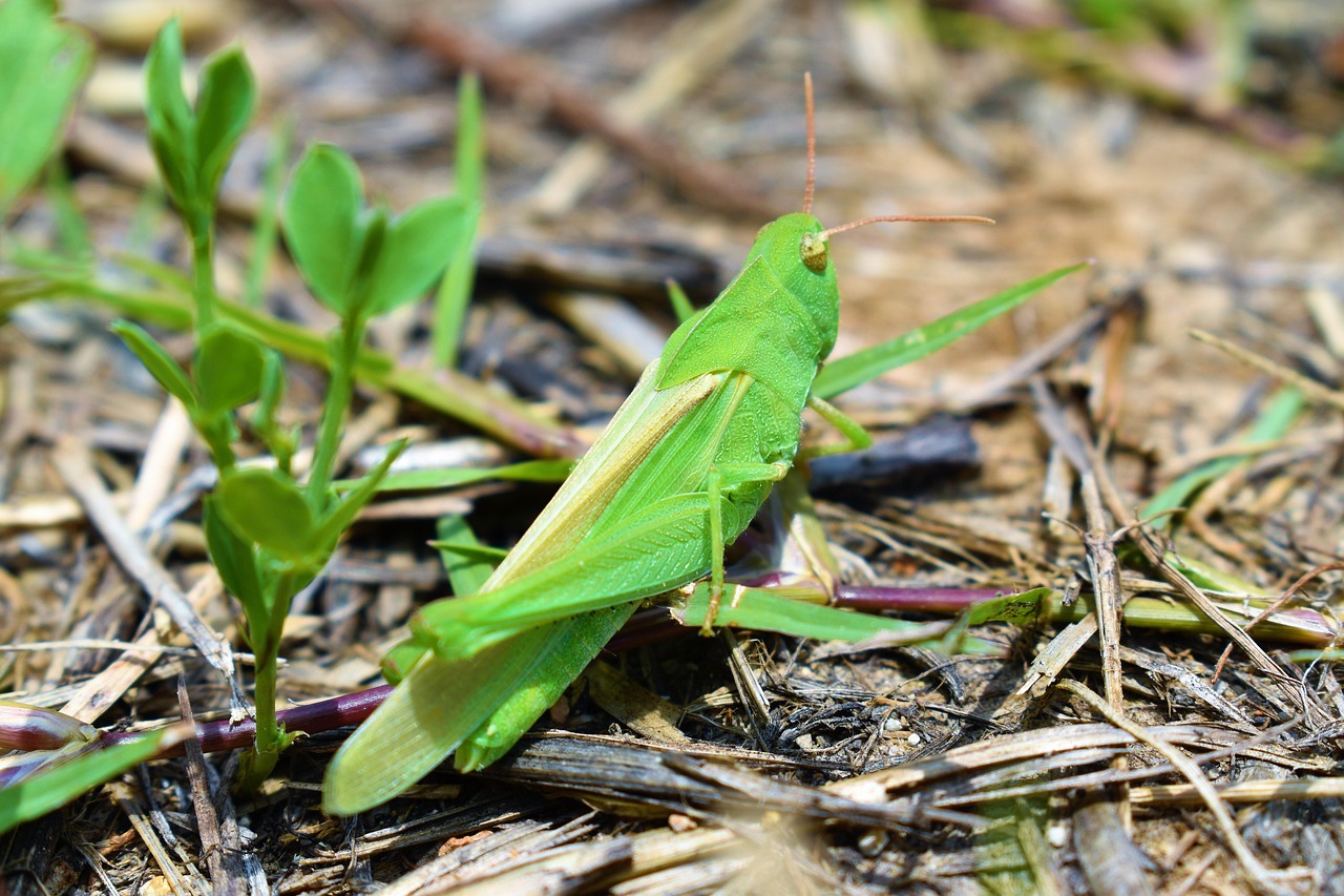Grasshopper Locust Camouflage Free Photo On Pixabay Pixabay