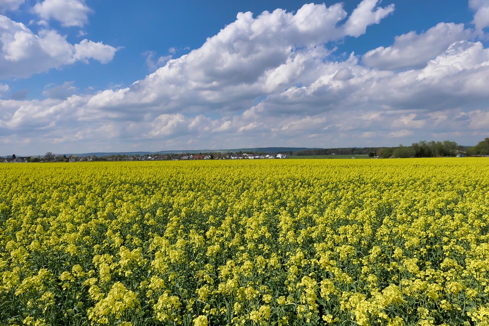 Field Of Rapeseeds Oilseed Rape - Free photo on Pixabay - Pixabay