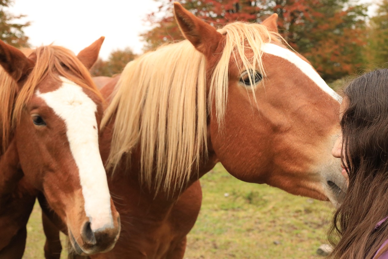 Cavalos Mansos Equino - Foto gratuita no Pixabay - Pixabay
