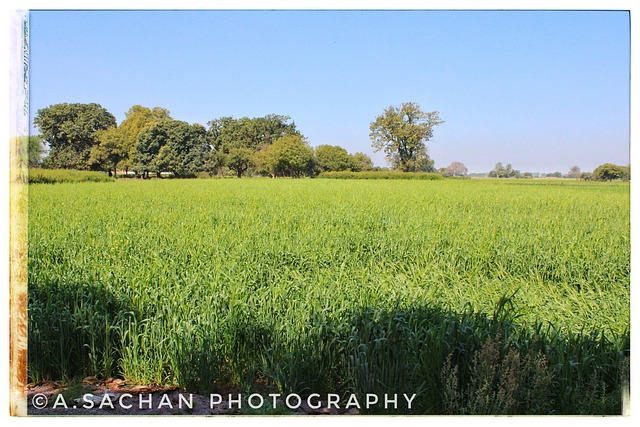 Field Farm - Free photo on Pixabay