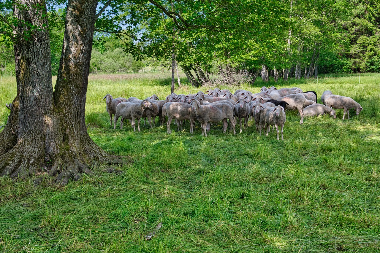 100+ Free Group Of Sheep & Sheep Images - Pixabay