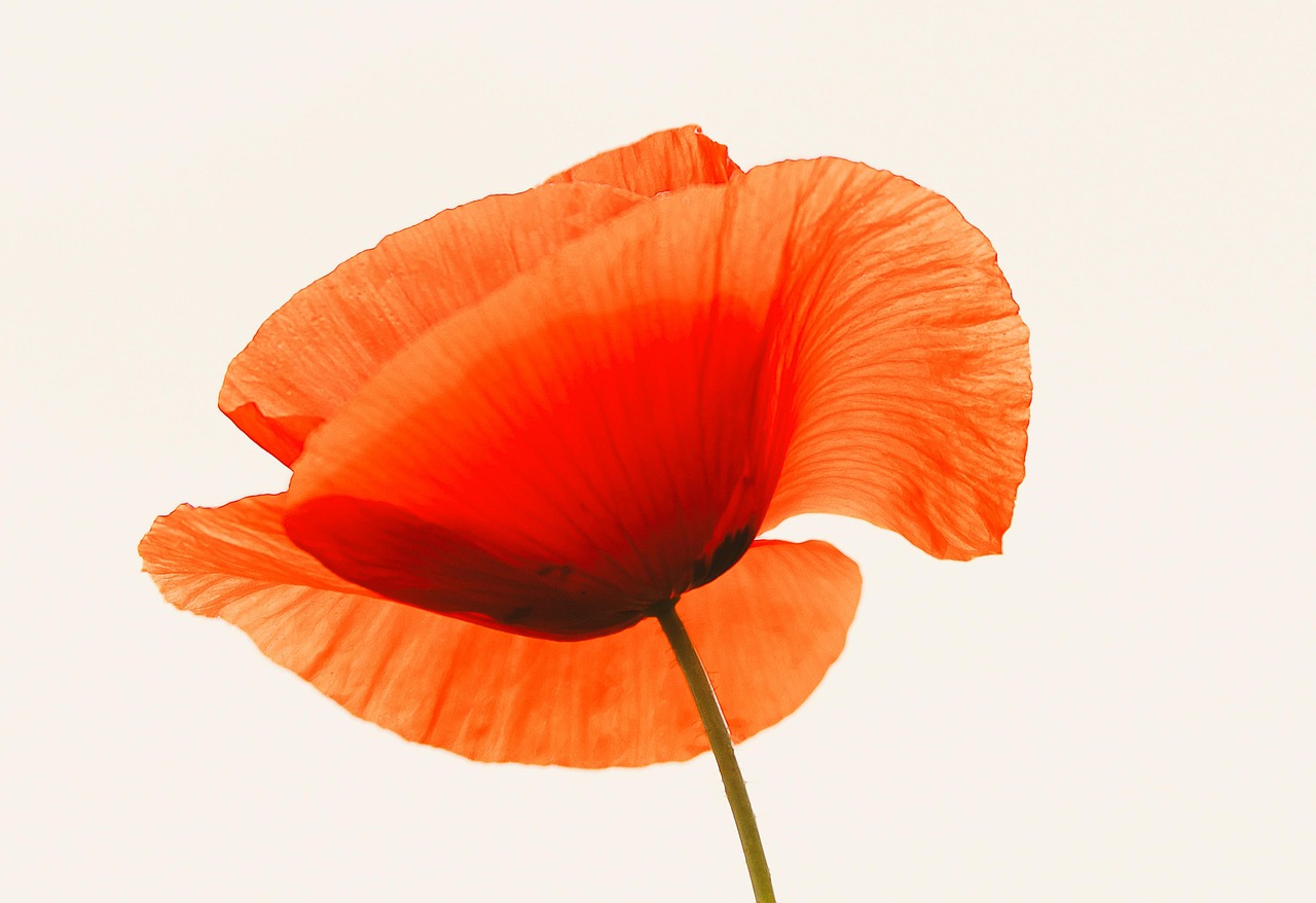 10,000+ Free Poppies & Poppy Photos - Pixabay