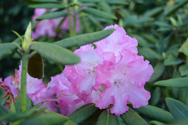 Rhododendron Bloom Gardens - Free photo on Pixabay - Pixabay