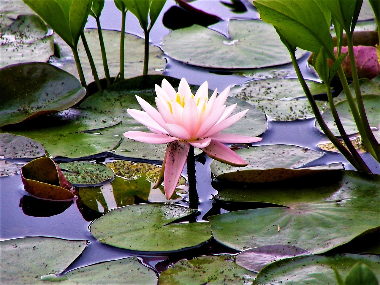 Lis Fleur Magnifique - Photo gratuite sur Pixabay - Pixabay