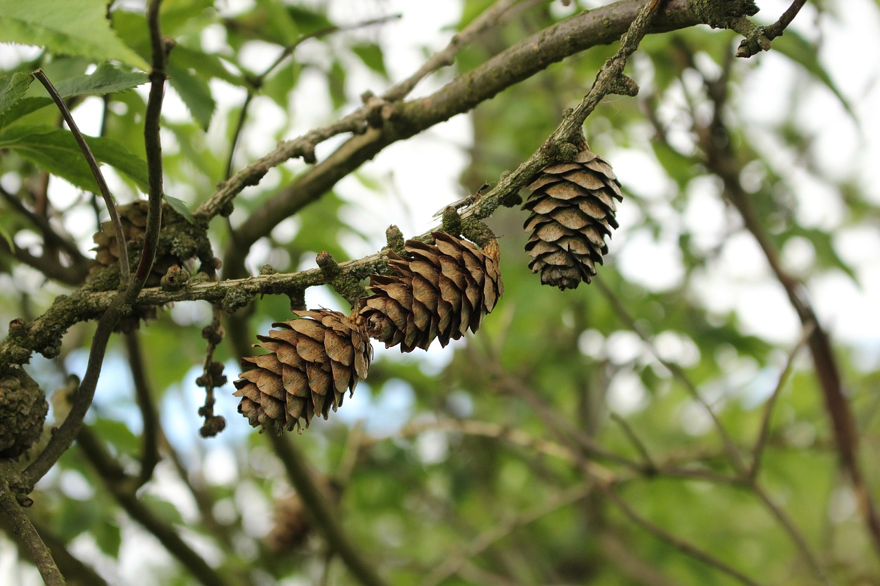 Larch Cones Cone - Free photo on Pixabay - Pixabay