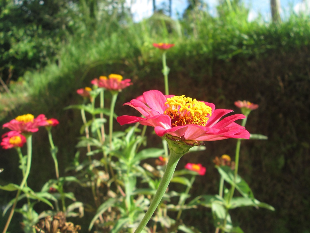 Flor Belleza Hermosa - Foto gratis en Pixabay - Pixabay
