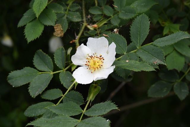Rosehip Forest White - Free photo on Pixabay