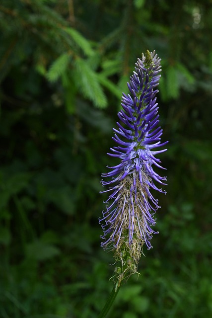 Bunga Biru Hutan - Foto gratis di Pixabay - Pixabay