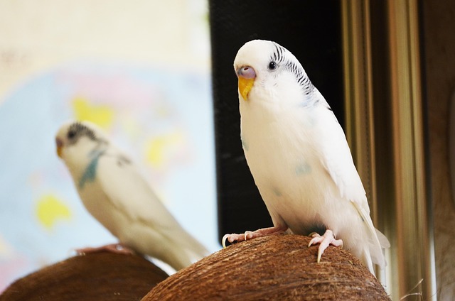 Parrot Wavy Bird - Free photo on Pixabay