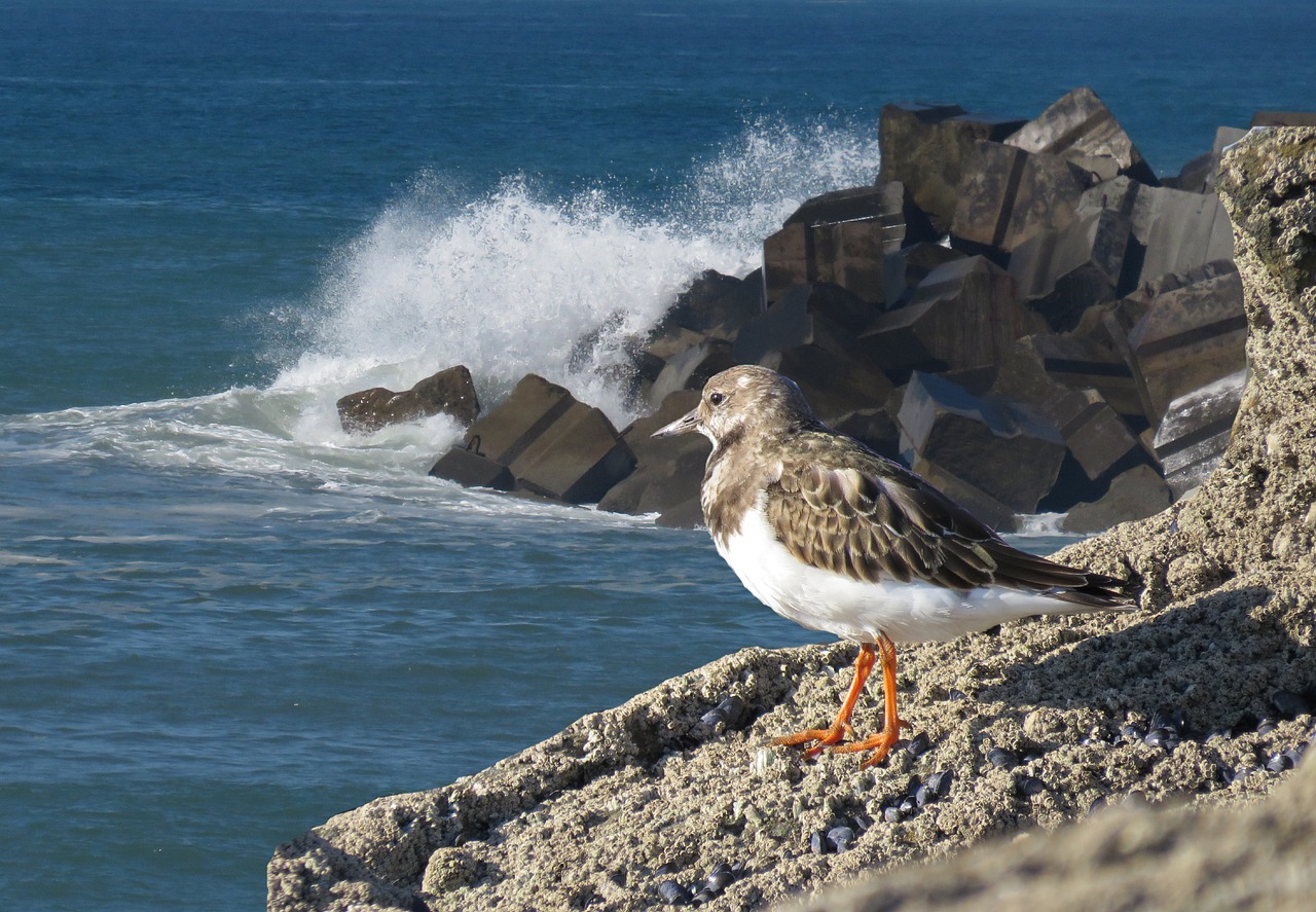 Nature Oiseau Mer - Photo gratuite sur Pixabay - Pixabay
