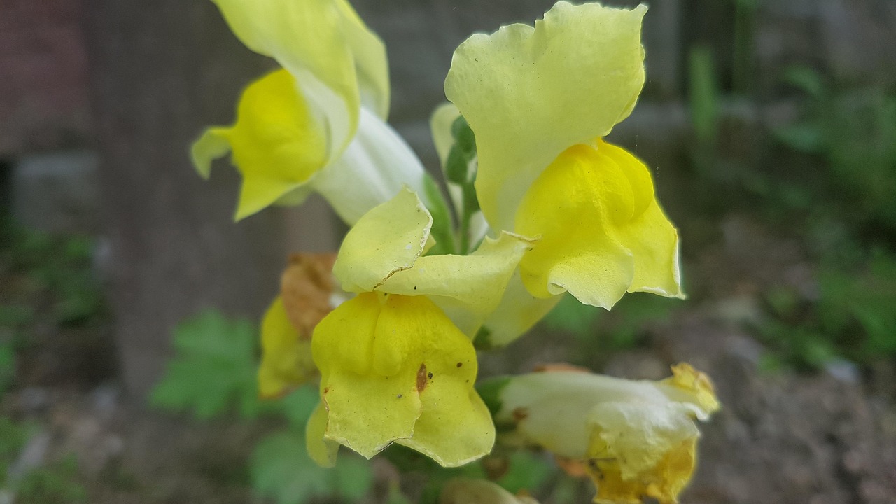 Yellow Flower Free Photo On Pixabay