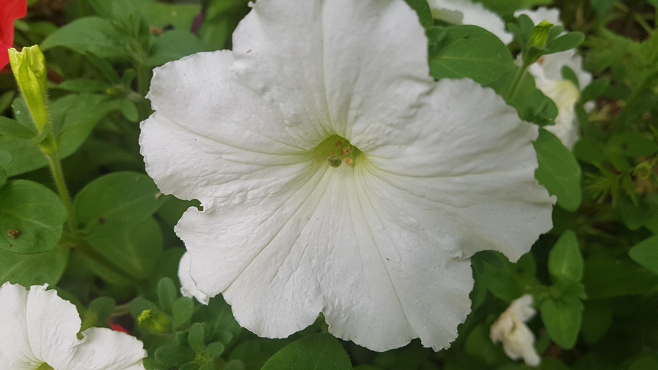 White Flower - Free photo on Pixabay