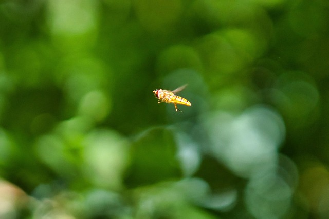 Volar Flotar - Foto gratis en Pixabay - Pixabay