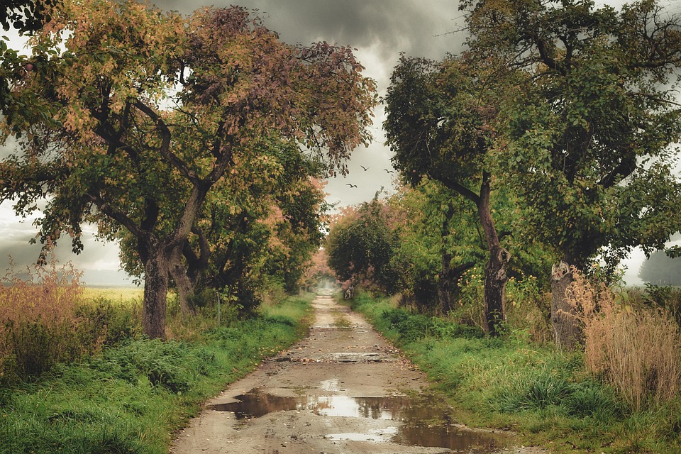 Path Puddle Wet - Free photo on Pixabay
