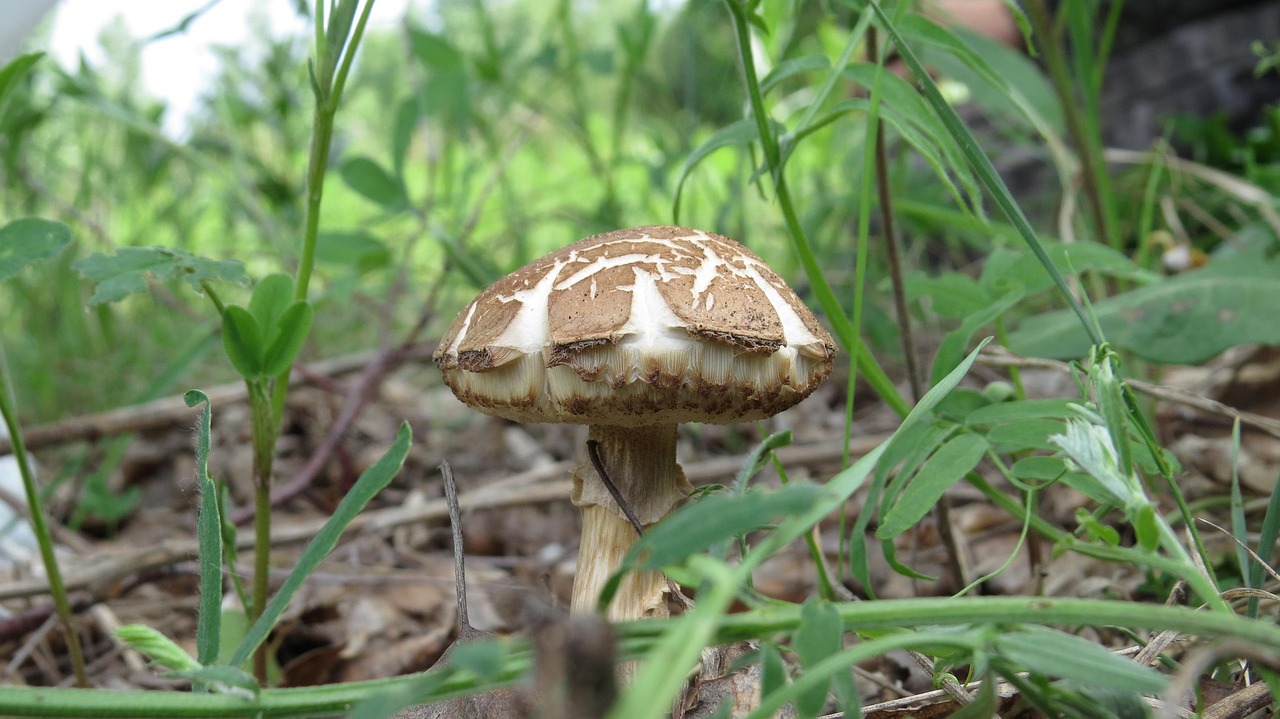 Champignon Forêt Blanc - Photo gratuite sur Pixabay - Pixabay