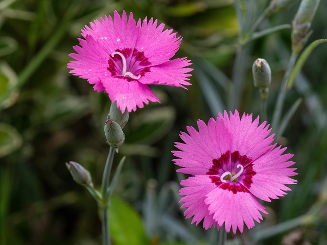 Small Rock Carnation - Free photo on Pixabay - Pixabay
