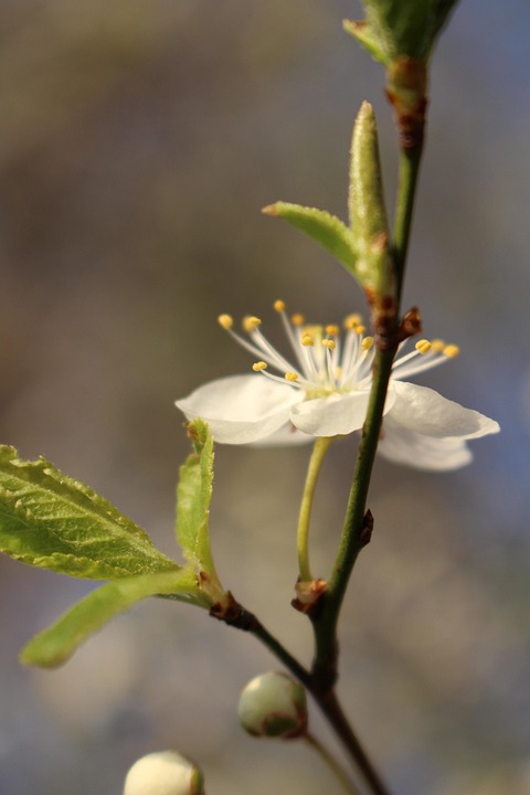 Apple Tree Bunga Alam Musim - Foto gratis di Pixabay - Pixabay