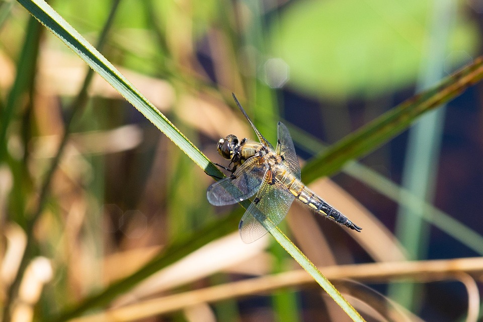 Dragon-Fly Nature Flight - Free photo on Pixabay - Pixabay