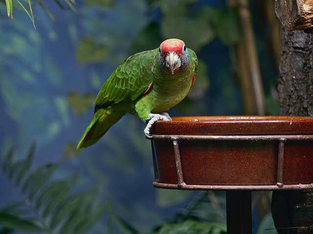 Perroquet Exotique Oiseau - Photo gratuite sur Pixabay - Pixabay