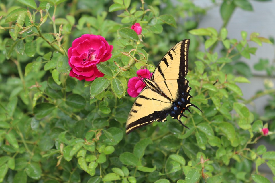 Butterfly Nature Rose Bush - Free photo on Pixabay - Pixabay