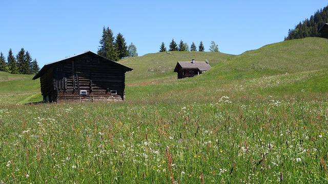 Mountain Agriculture Flower Meadow - Free photo on Pixabay