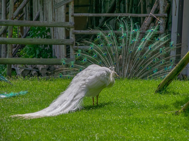 Paon Blanche Oiseau La - Photo gratuite sur Pixabay - Pixabay