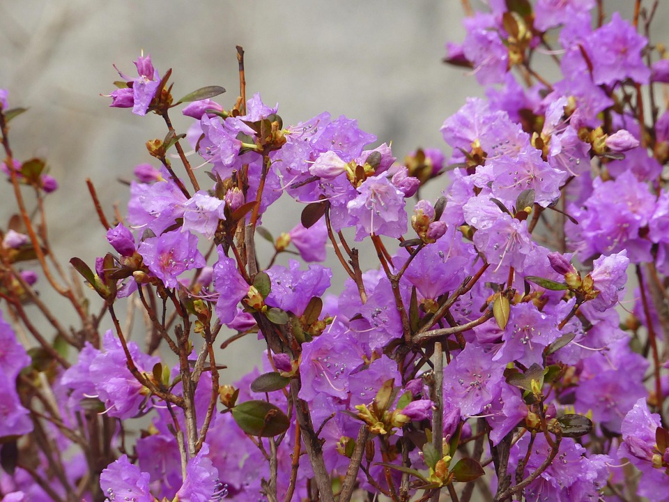 Azalea Flowers Spring - Free photo on Pixabay