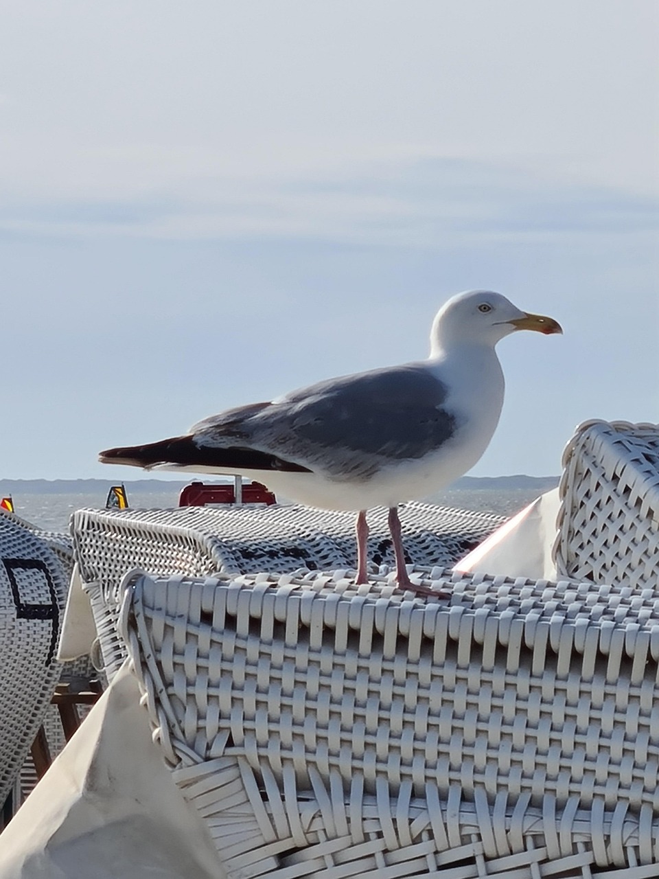 Möwe Nahaufnahme Portrait - Kostenloses Foto auf Pixabay - Pixabay