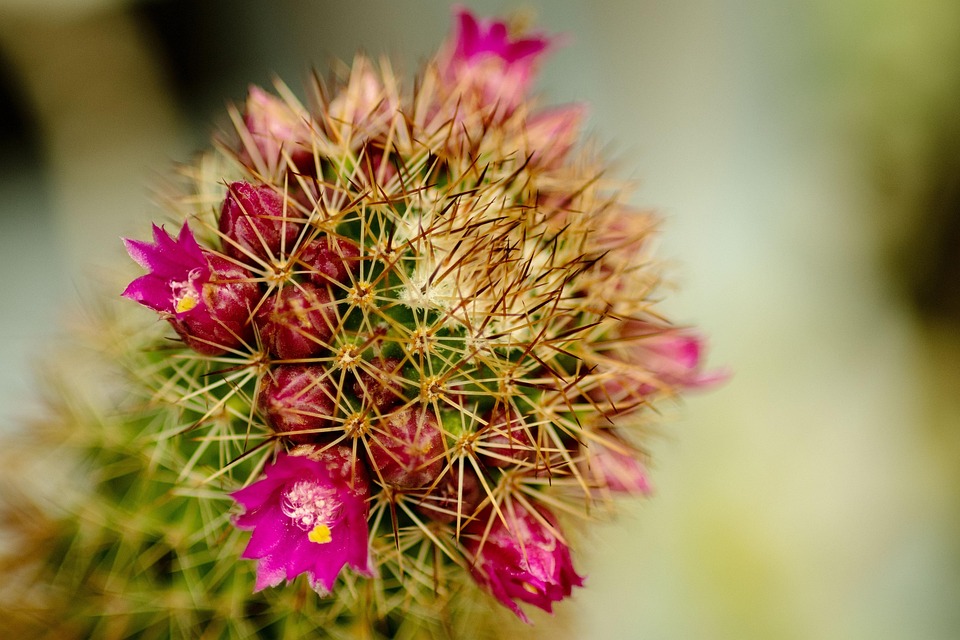 Fleur Cactus Plante - Photo gratuite sur Pixabay - Pixabay