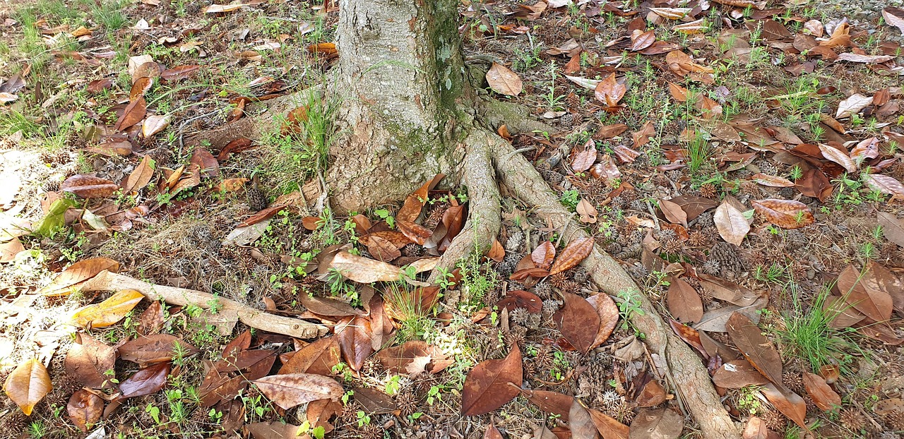 Tree Root Nature - Free photo on Pixabay - Pixabay