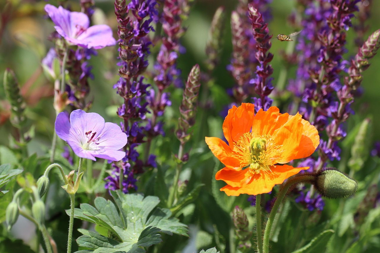 Poppy Iceland - Free photo on Pixabay - Pixabay