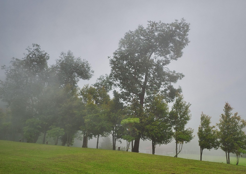 Costa Rica Stamm Baum - Kostenloses Foto auf Pixabay - Pixabay